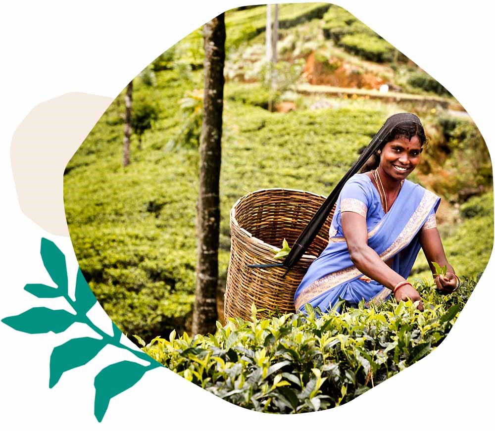 De Fairtrade thee van Peeze - Max Havelaar gecertificeerd